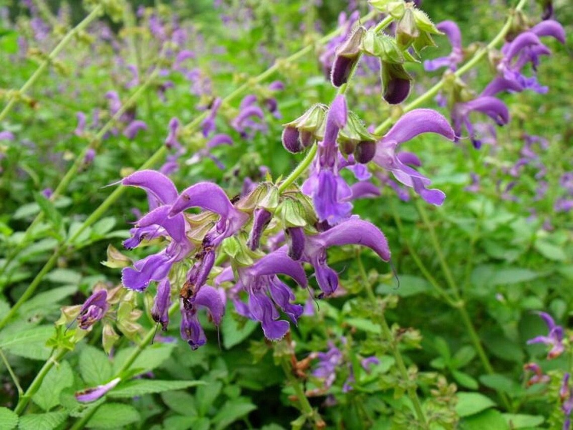 50 Red Sage Seeds Salvia Miltiorrhiza Chinese Sage Seeds - Etsy