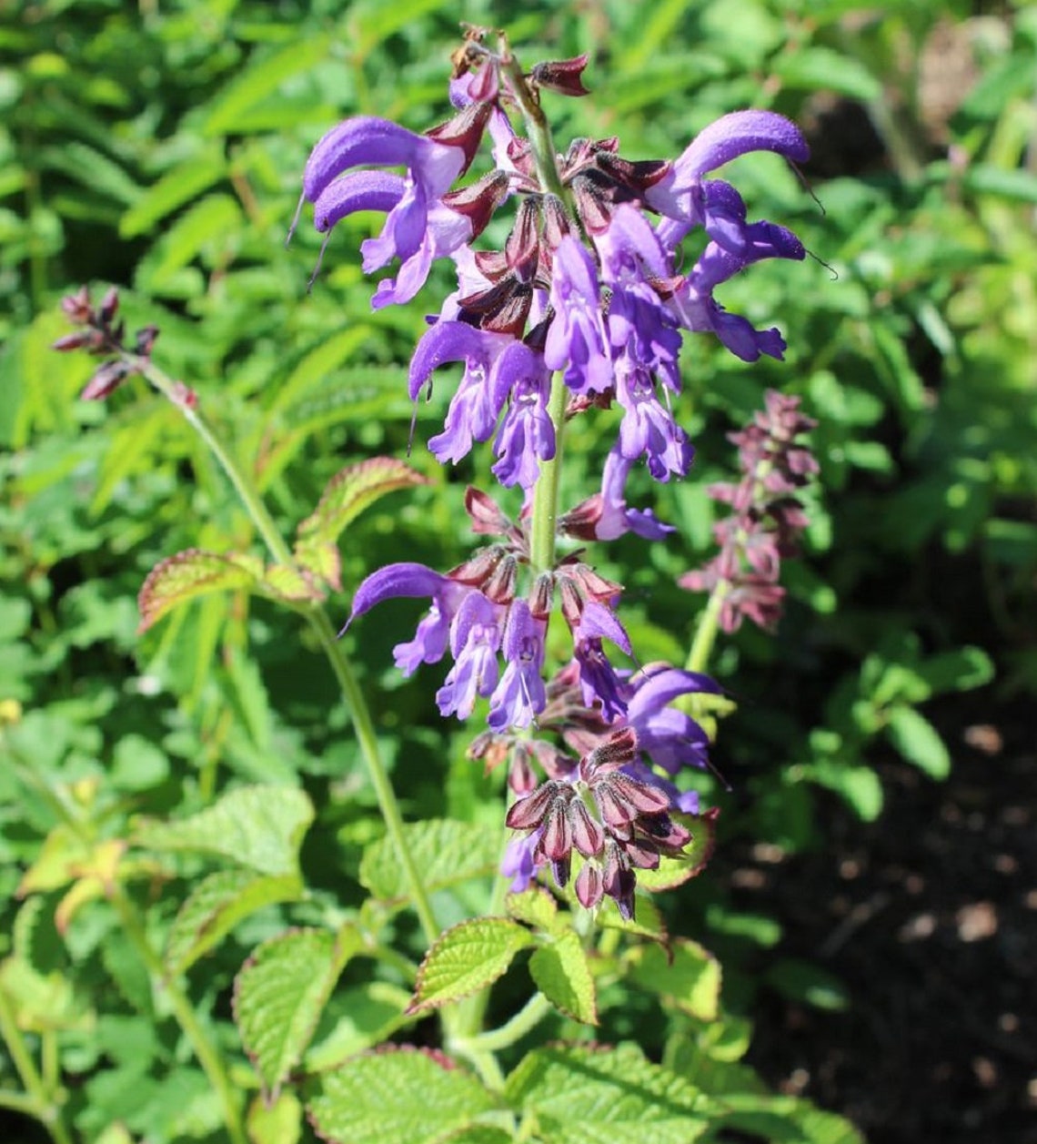 50 Red Sage Seeds Salvia Miltiorrhiza Chinese Sage Seeds - Etsy