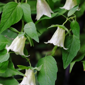 400 Codonopsis Seeds Codonopsis Pilosula Poor Man's - Etsy