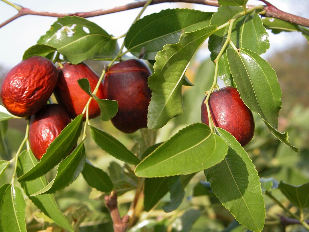 10 Jujube Seeds Ziziphus Jujuba Chinese Red Date TCM Herb Da Zao Edible ...