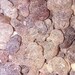 Frankincense Resin Boswellia Sacra / Carterii Tree Sap Olibanum Tree ...