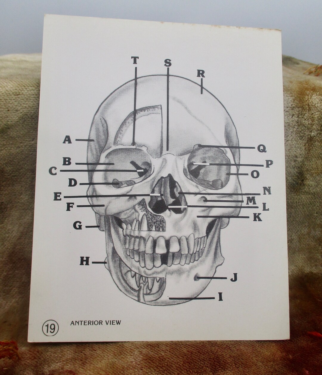 Anatomy Flashcards, Four Human Skull Anatomy Cards, Anatoflash, Vintage ...
