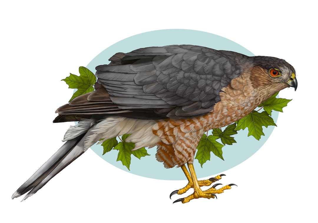 Coopers Hawk Print - Etsy