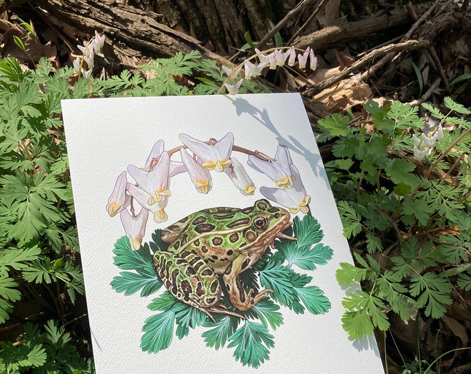 Northern Leopard Frog and Dutchman's Breeches - Etsy