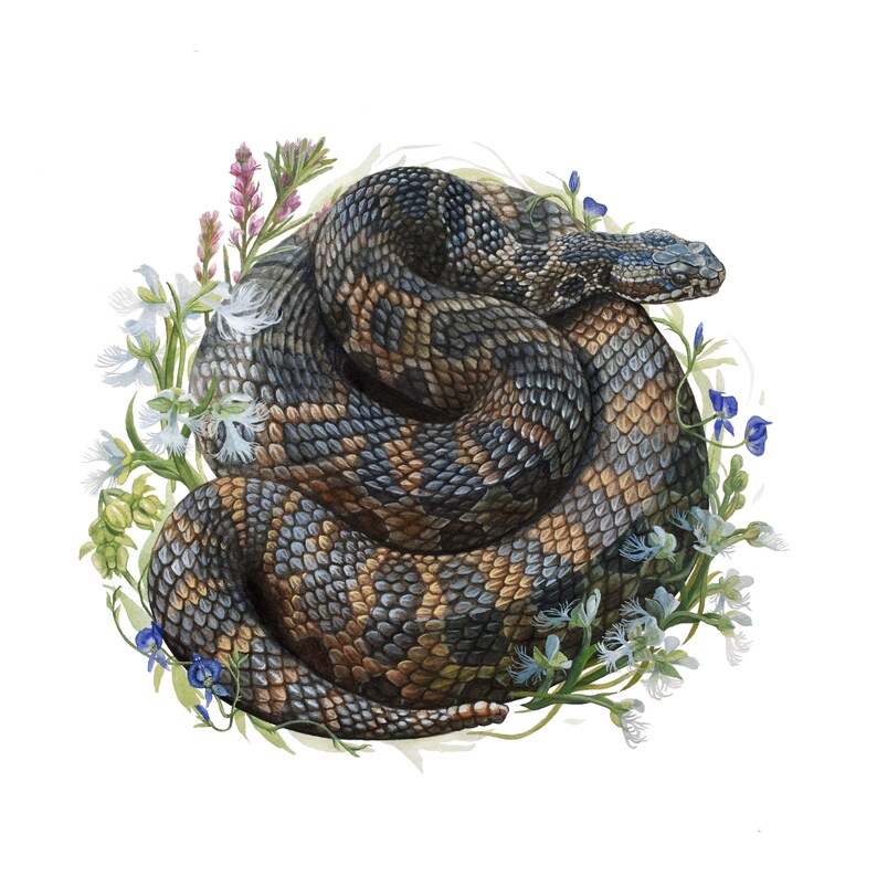 Eastern Massasauga Rattlesnake Print - Etsy