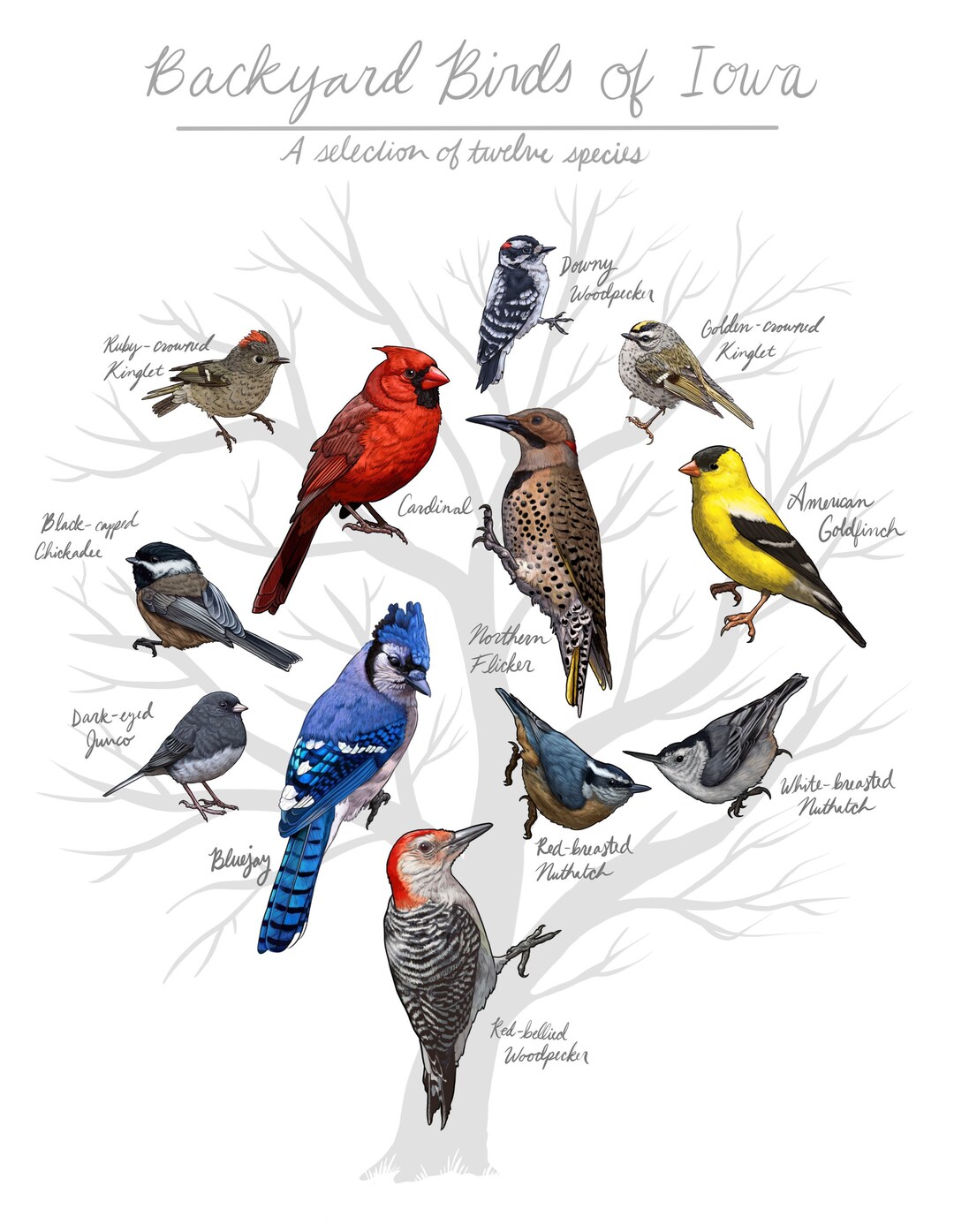 Backyard Birds of Iowa Print - Etsy