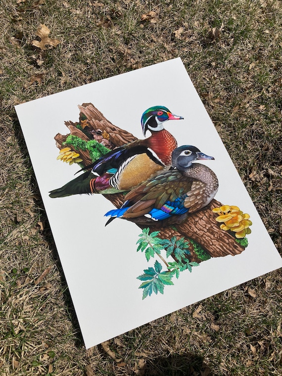 Wood Duck Drawings