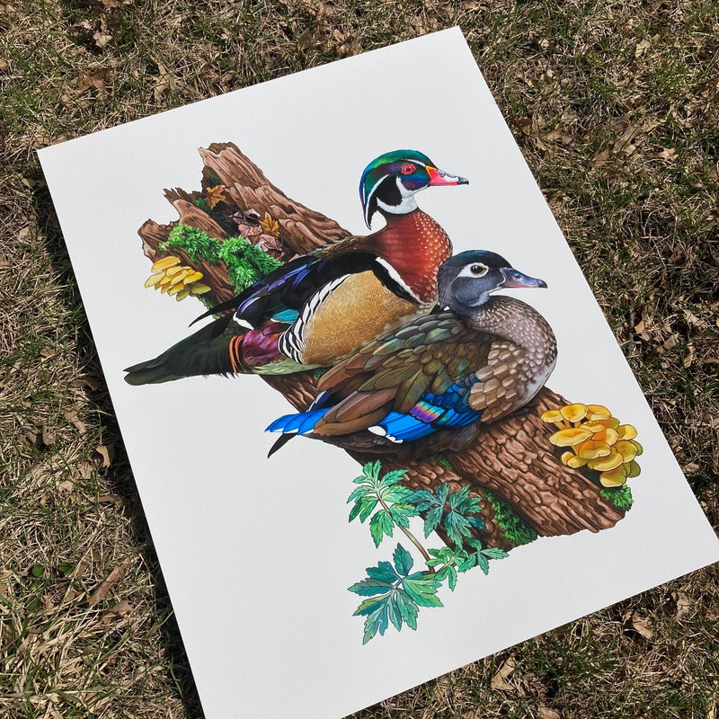 Wood Duck - Etsy