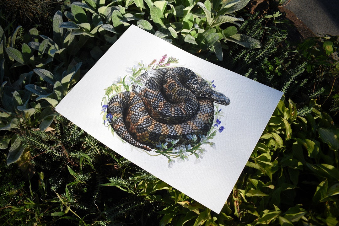 Eastern Massasauga Rattlesnake Print - Etsy