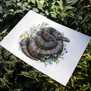 Eastern Massasauga Rattlesnake Print - Etsy