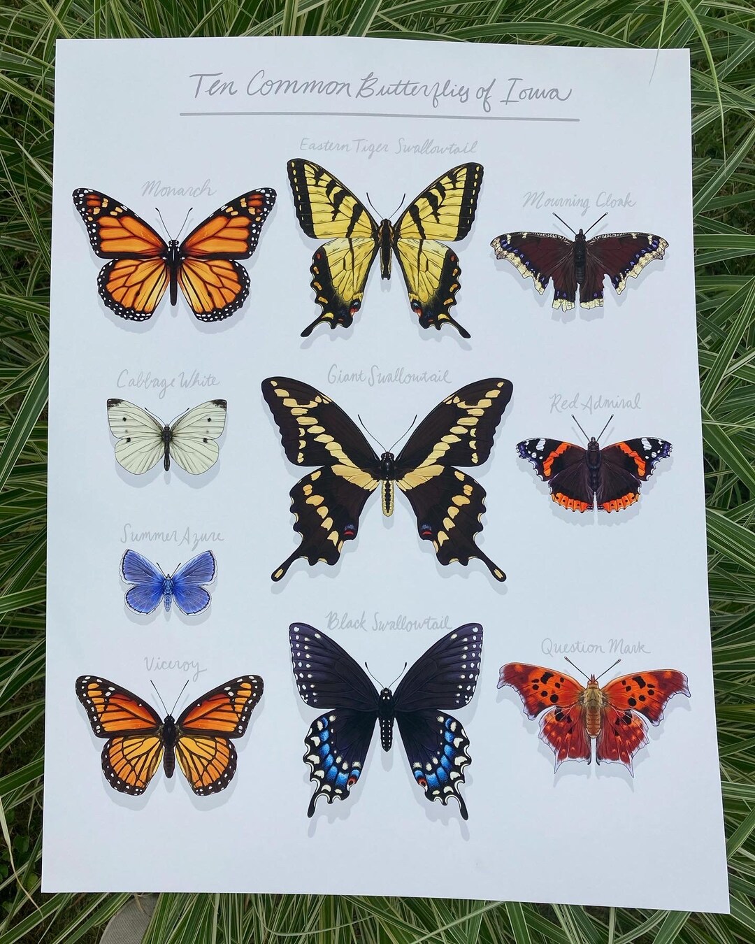 Ten Common Butterflies of Iowa Print - Etsy