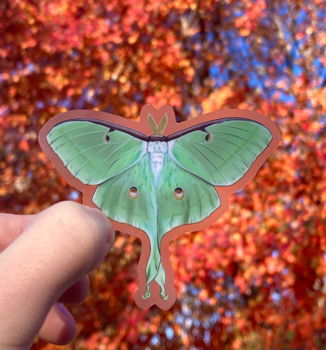 Luna Moth Sticker - Etsy