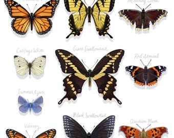 Midwest Insect Collection Labeled Assorted Butterflies Beetles Flies ...