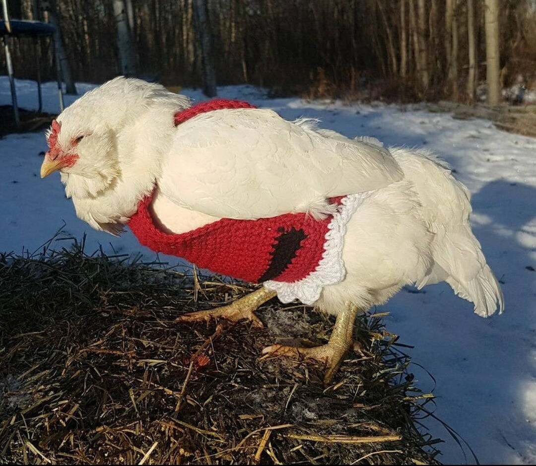 Chicken Sweater Chicken Saddle Fancy Chicken Sweater Fowl Warmer ...