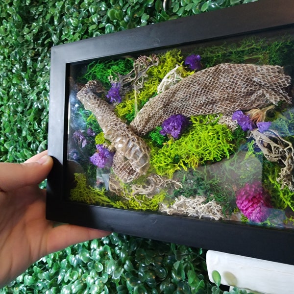 Snake Skin in Shadow Box - Etsy