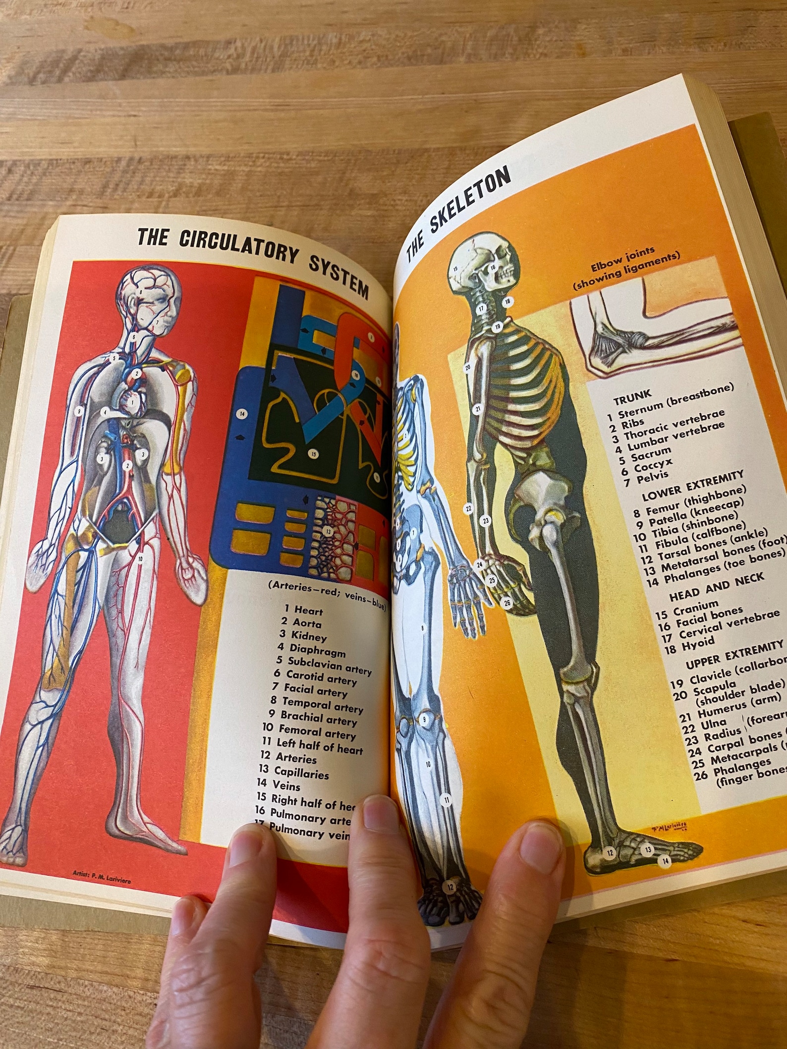 The American National Red Cross FIRST AID Textbook/ Fourth Edition ...