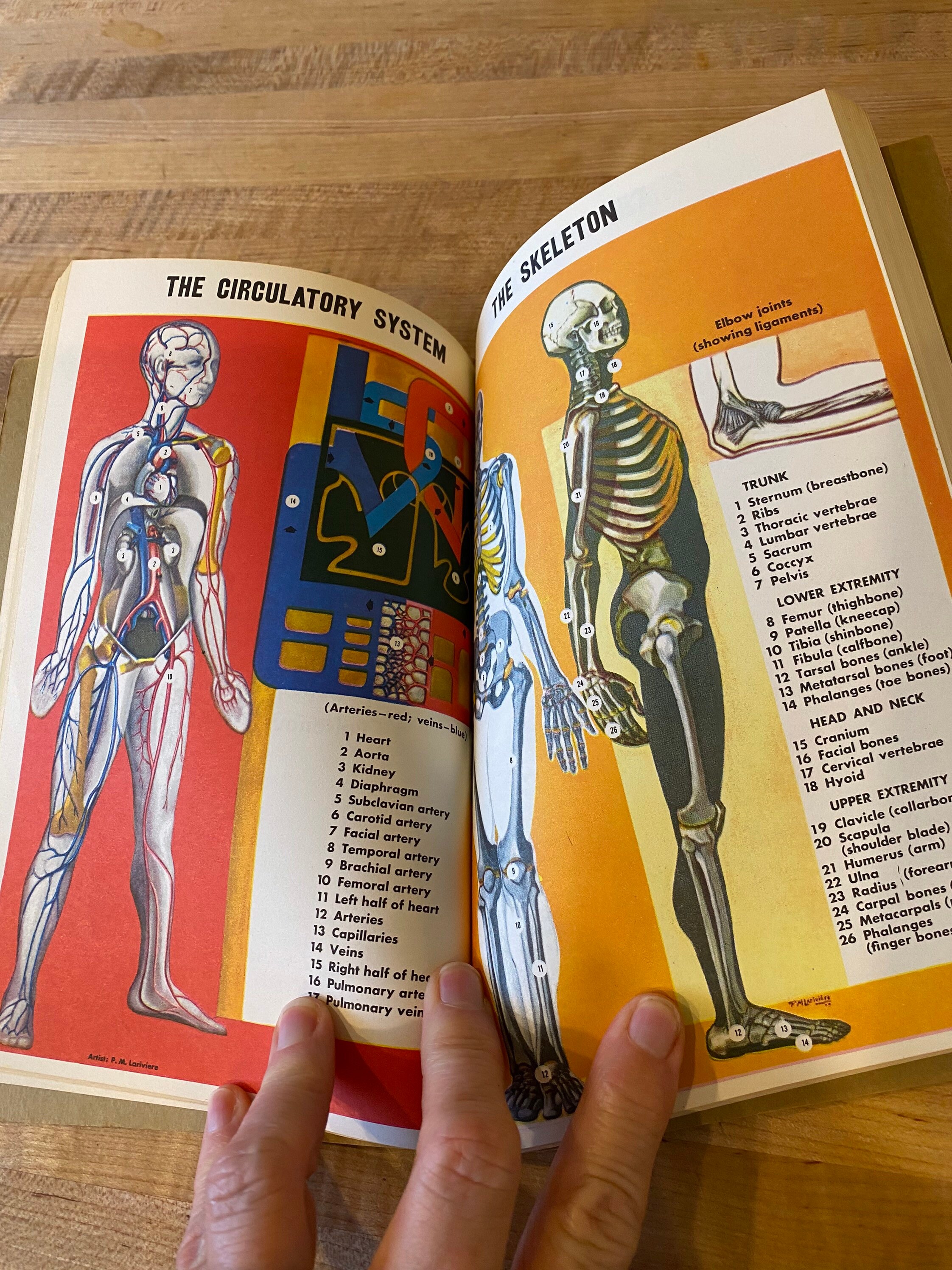 The American National Red Cross FIRST AID Textbook/ Fourth Edition ...