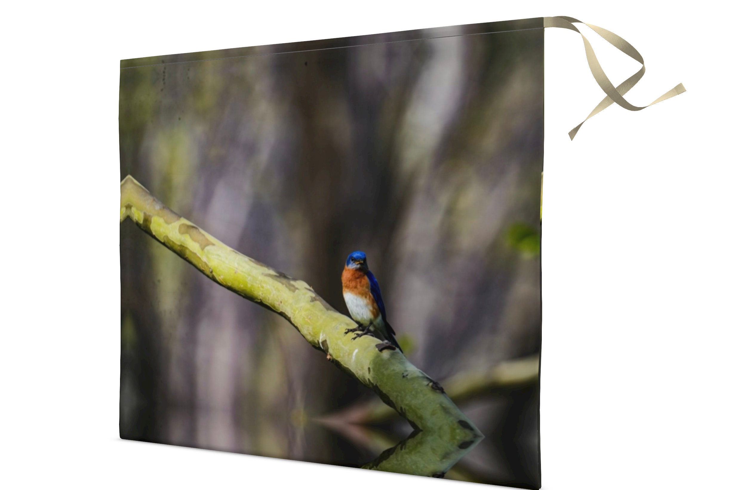 Eastern Blue Bird Suitcase - Etsy