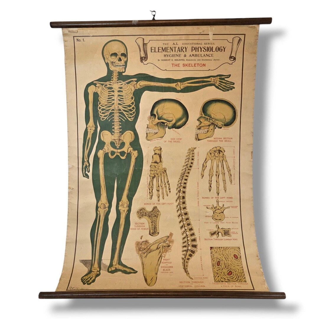 Antique Anatomy Chart of Elementary Physiology Arnold 1908 Medical ...