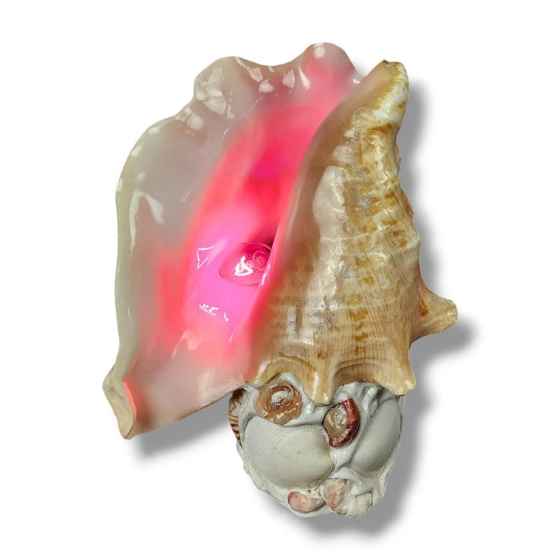 Conch Shell Lamp - Etsy