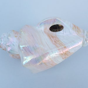 Glass Eye Studios Seattle Art Glass Conch Shell White and Gold ...