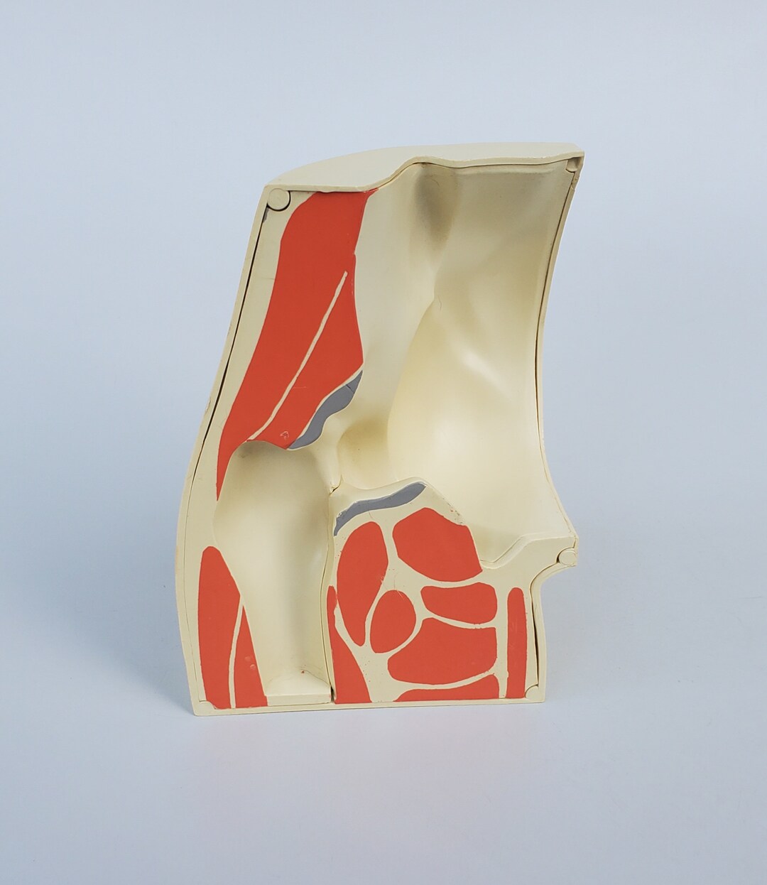 Vintage Merck Pharmaceutical Hip Display - Doctor's Office Model - 1973 ...