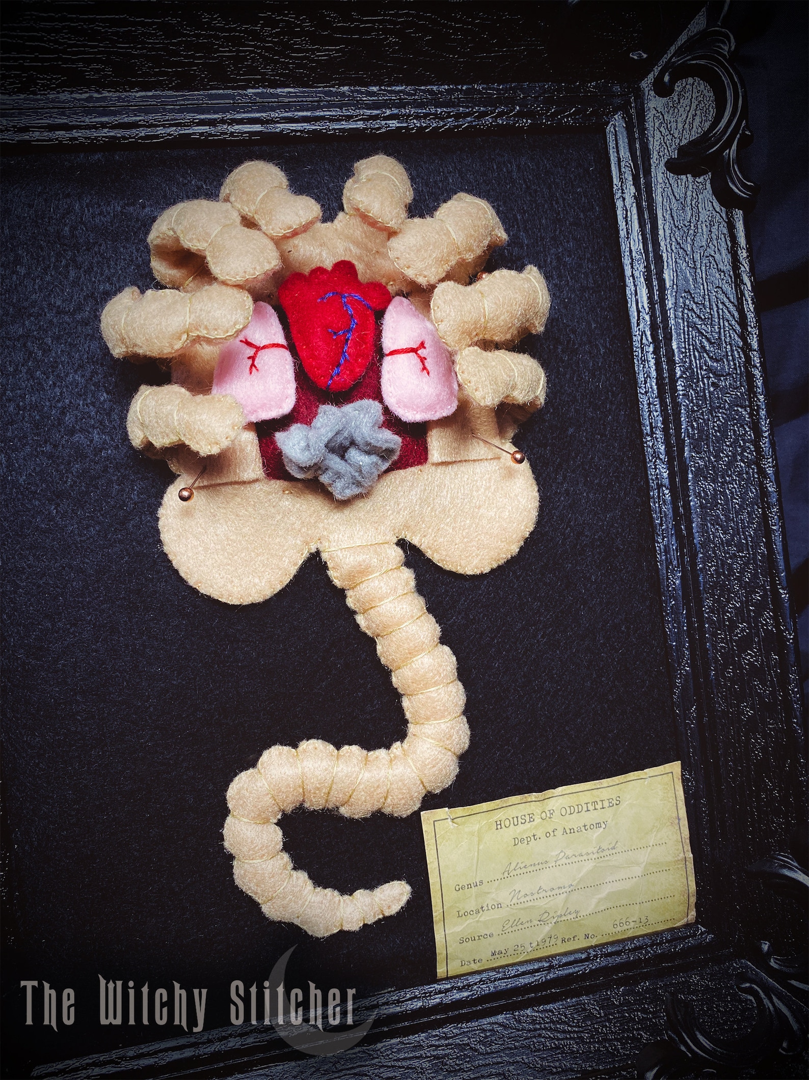 Facehugger - Felt Anatomy - Biology, Aliens, Nostromo, Chest Burster ...