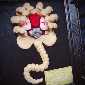 Facehugger - Felt Anatomy - Biology, Aliens, Nostromo, Chest Burster ...