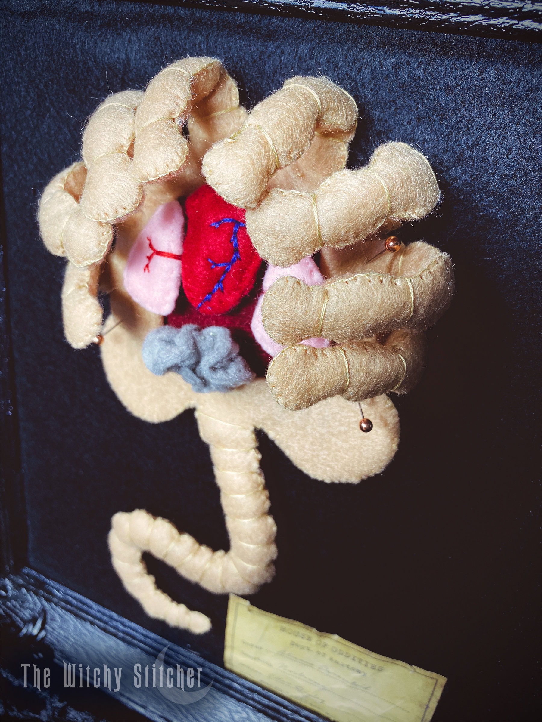 Facehugger Felt Anatomy Biology Aliens Nostromo Chest - Etsy