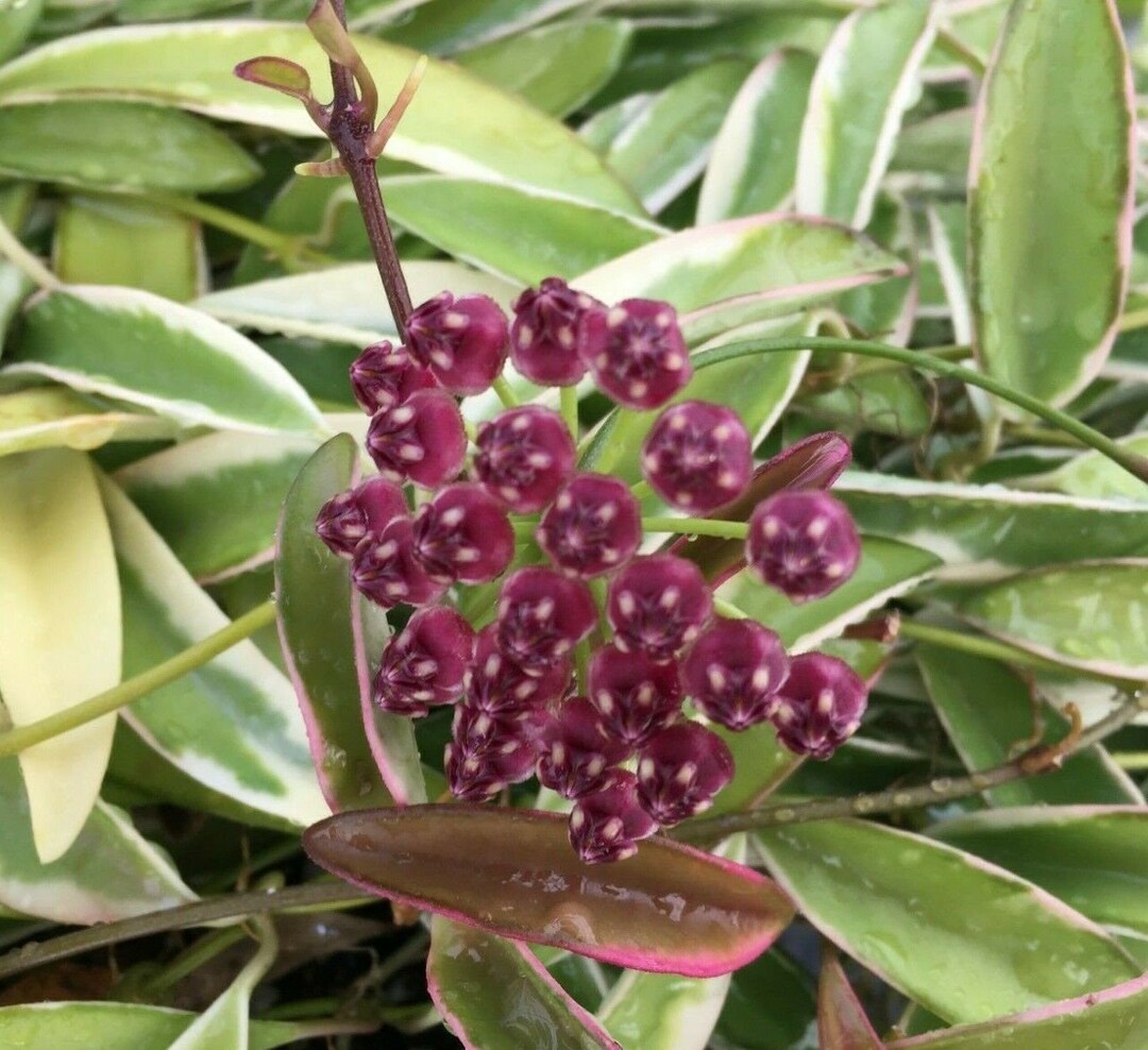 Hoya Wayetii 'lori Lyn', Newly Introduced Hoya Variety, Rooted Plants ...