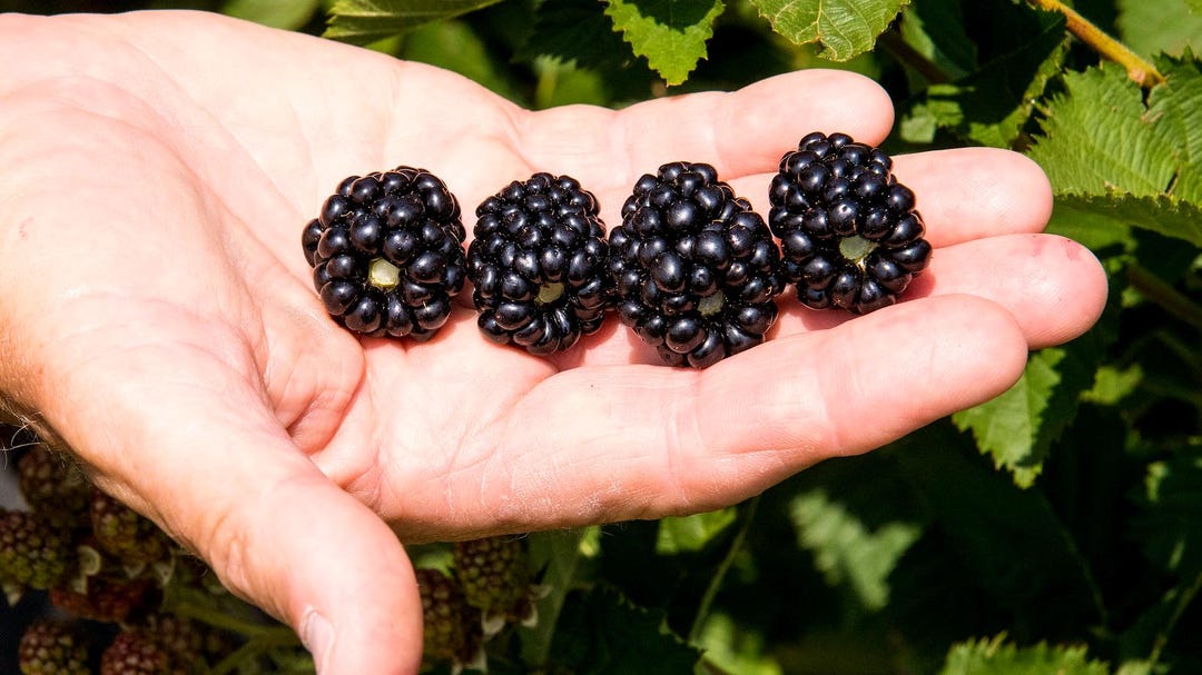 Ponca Thornless Blackberry, Large Sweet Fruit, Rooted Plant Shipped in ...