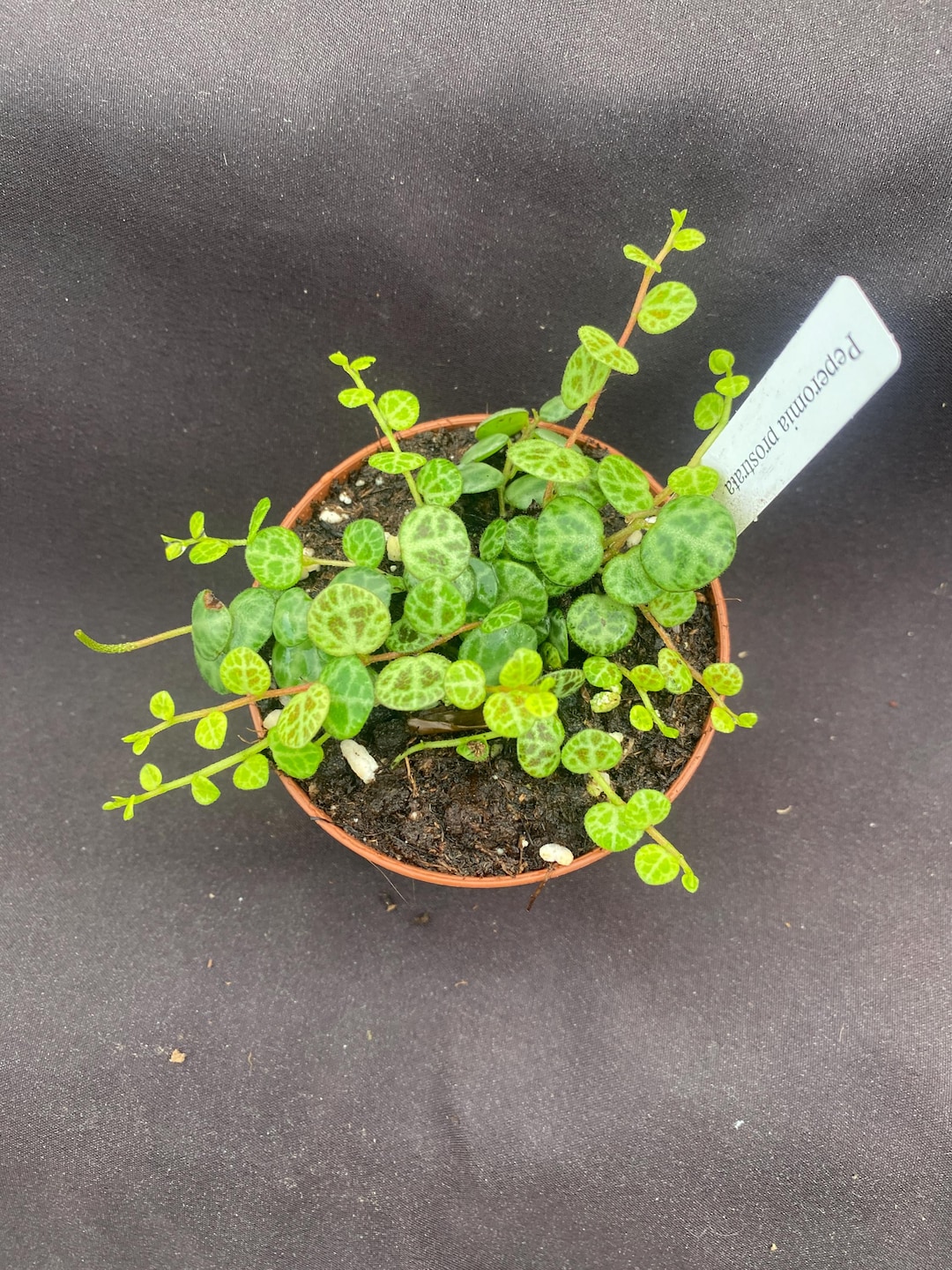 String of Turtles, (peperomia Prostrata) Rooted Plant Shipped in 3" Pot ...