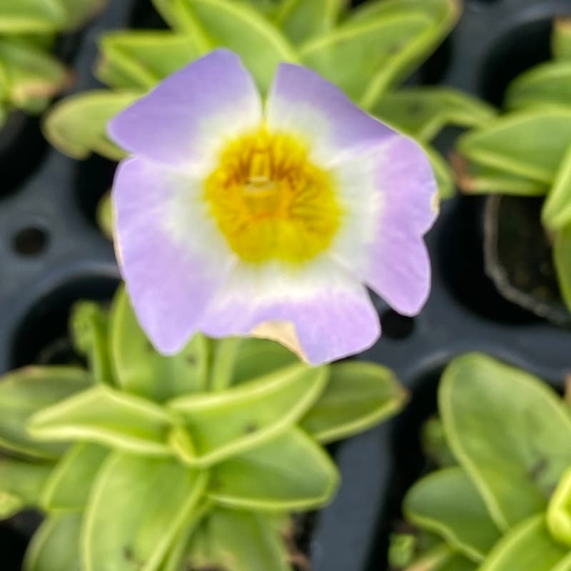 Pot for Bog Plants - Etsy