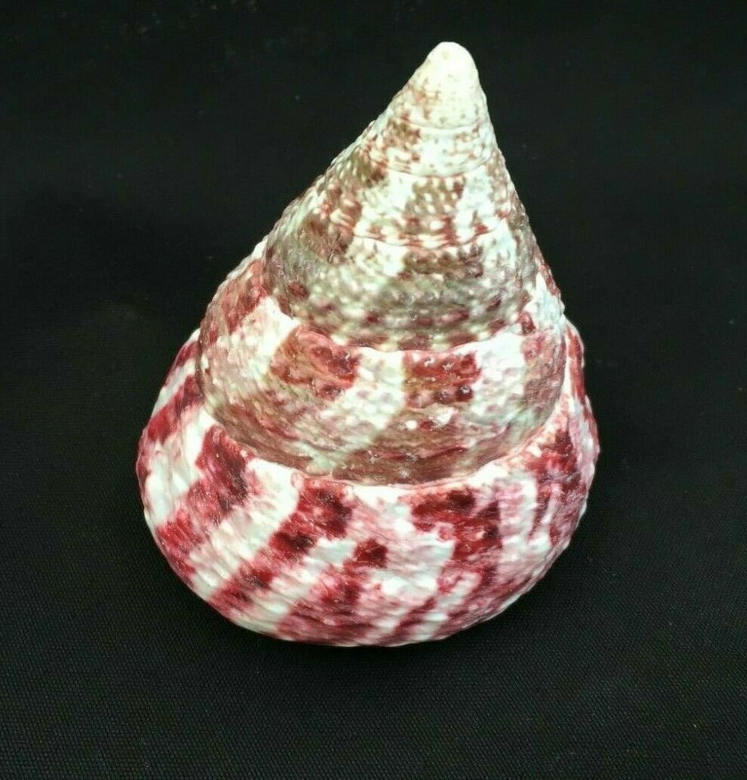 Red Stripe Trochus Topshell, Beautiful Seashell - Etsy