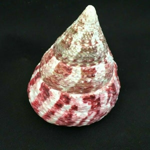 Red Stripe Trochus Topshell, Beautiful Seashell - Etsy