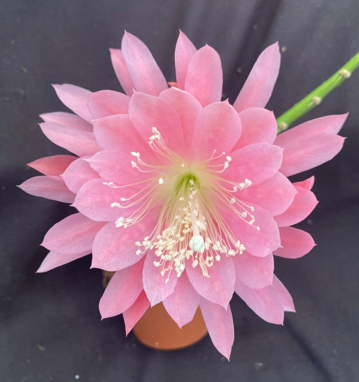 Pink Orchid Cactus, Epiphyllum Padre. Rooted Plant Shipped in 3" Pot - Etsy