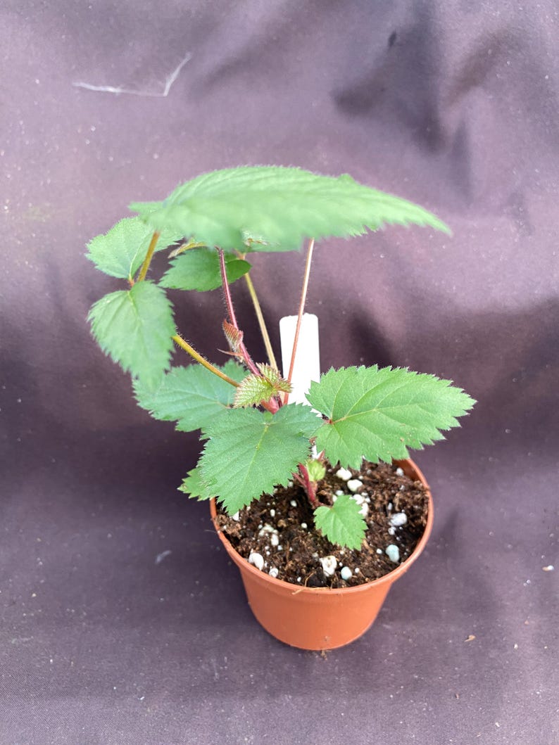 Ponca Thornless Blackberry, Large Sweet Fruit, Rooted Plant Shipped in ...