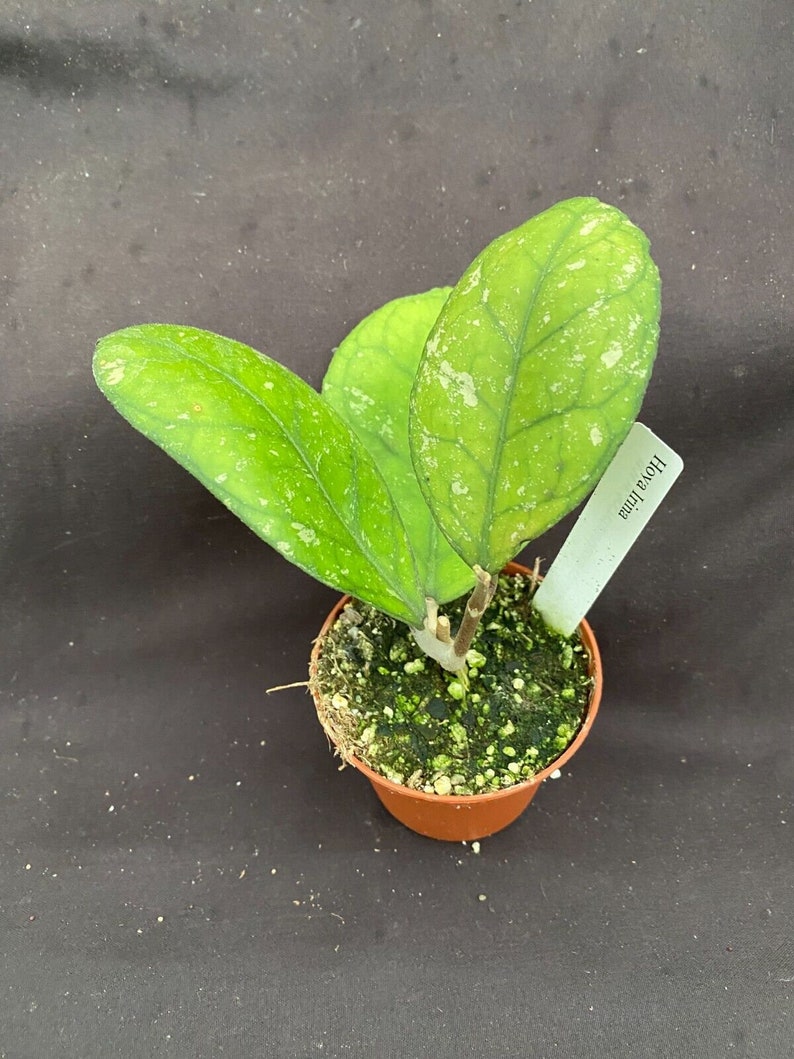 Hoya Irina, Rare Hoya Hybrid, Rooted Plant Shipped in 2.5 Pot, Ships ...