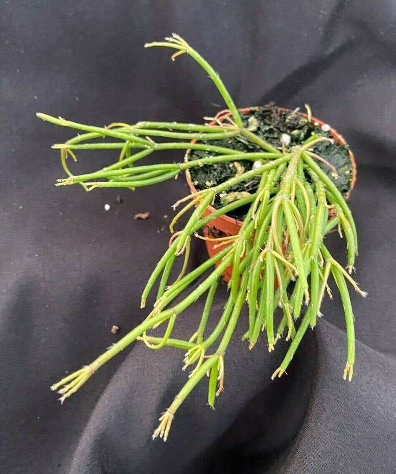 Rhipsalis Capiliformis, the Old Man Beard Cactus, Rooted Plants Shipped ...