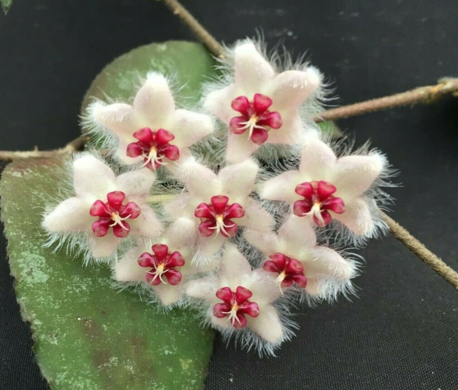 Hoya Caudata 'sumatra' Rare Hoya Rooted Plant Shipped - Etsy