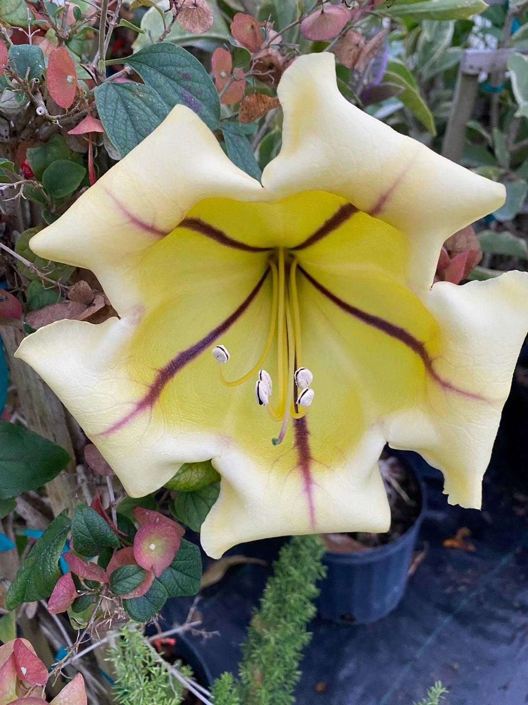 Solandra Guttata Variegated, the Golden Chalice Vine, Rooted Plant ...