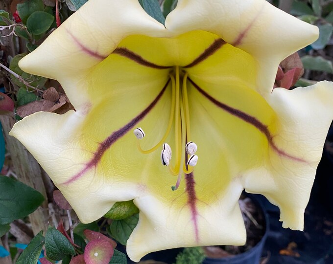 Solandra Guttata Variegated, the Golden Chalice Vine, Rooted Plant ...