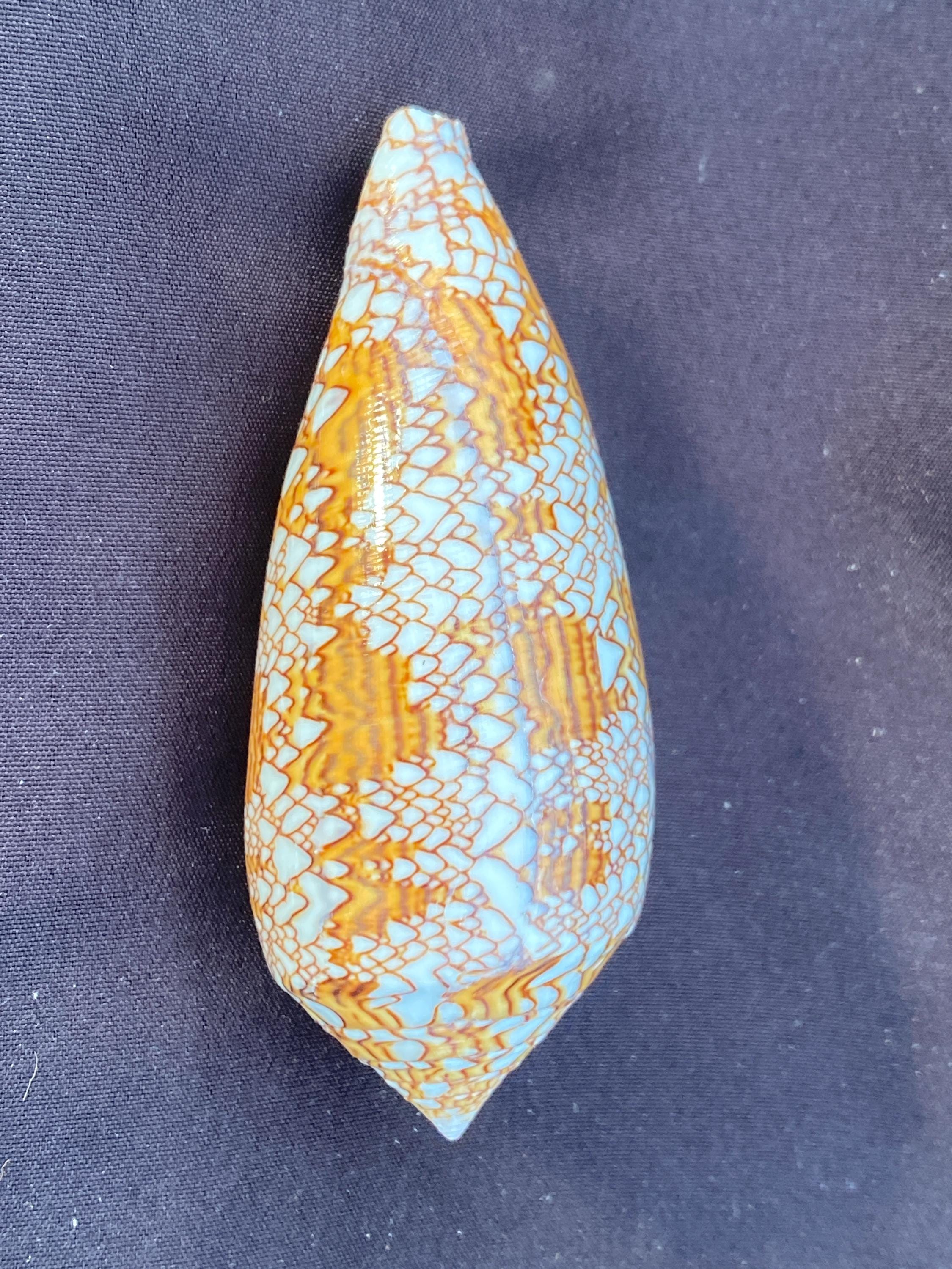 Textile Cone Seashell. (conus Textile). Beautiful Patterned Sea Shell ...