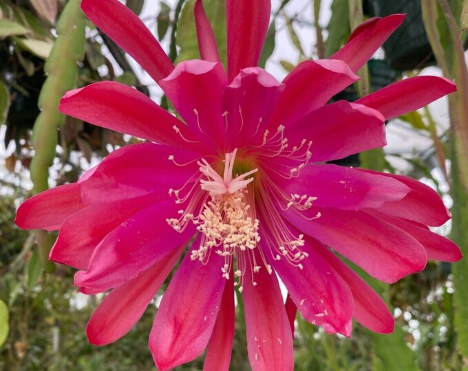 Fuchsia Red Orchid Cactus, Epiphyllum Hybrid, Rooted Plant Shipped in 3 ...