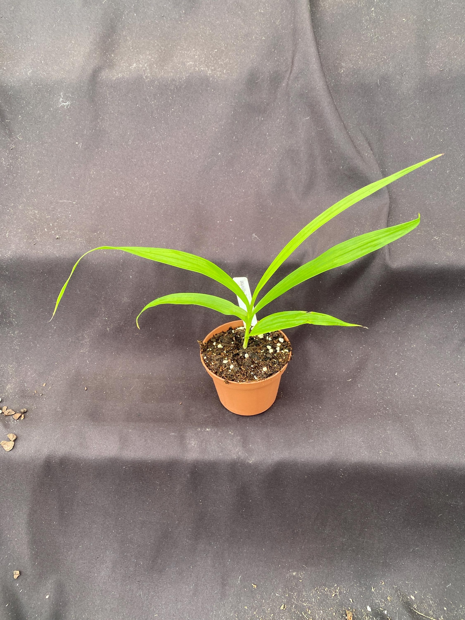 Bletilla Terracotta Princess, Cold Hardy Orchid, Rooted Plant Shipped ...