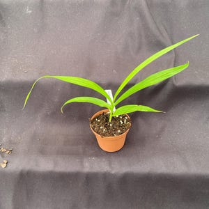 Bletilla Terracotta Princess, Cold Hardy Orchid, Rooted Plant Shipped ...