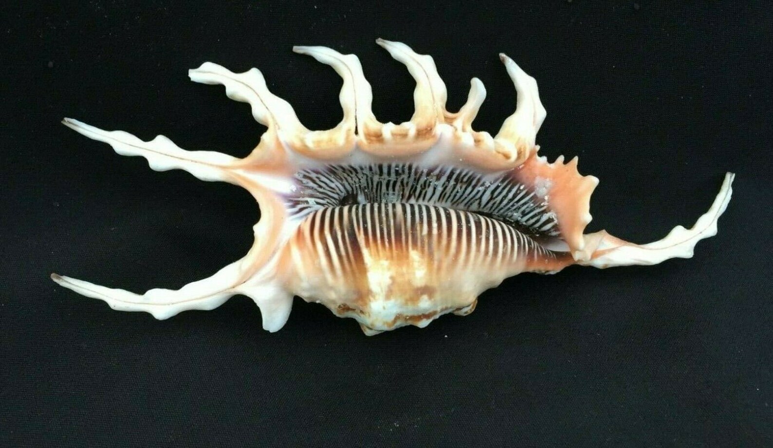 Baby Orange Spider Conch Seashell | Etsy