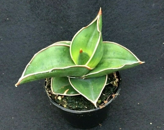 Sansevieria Ehrenbergii 'samurai Dwarf' Succulent Plant - Etsy