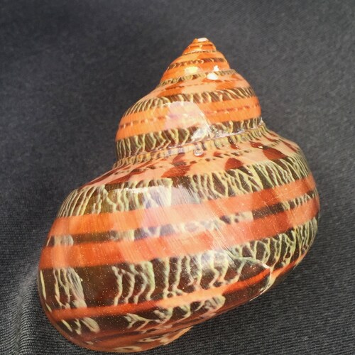 Snakeskin Turbo Sea Shell - Etsy