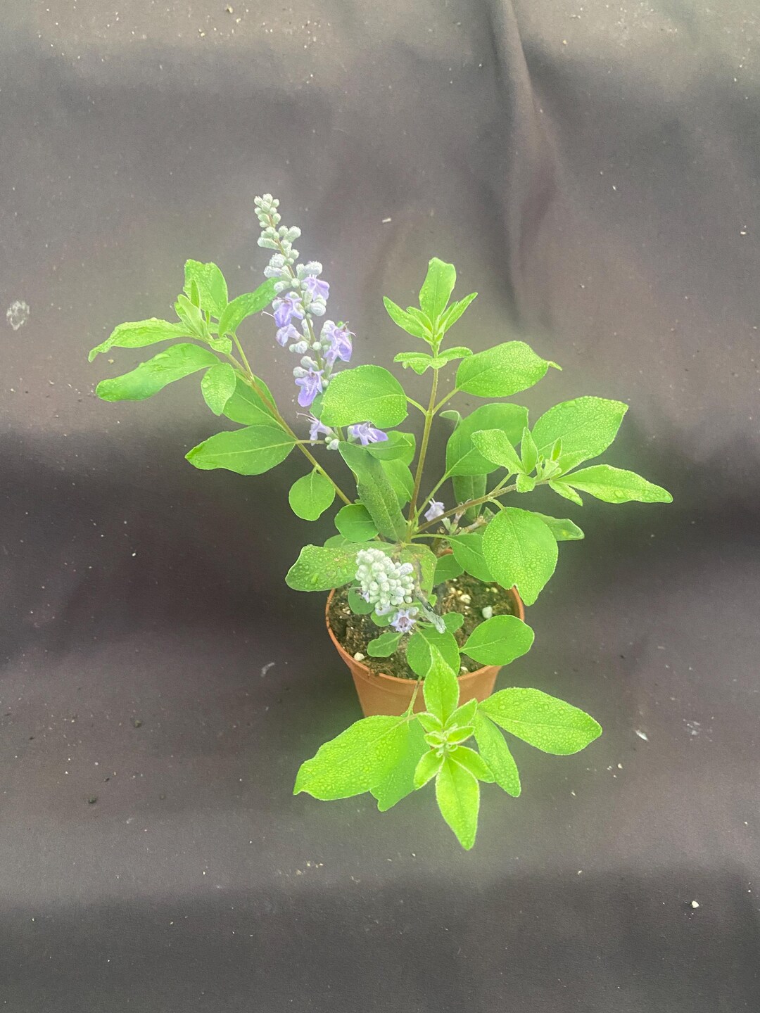 Lilac Chaste Tree, (vitex Agnus-castus). Rooted Plant Shipped in 3" Pot ...